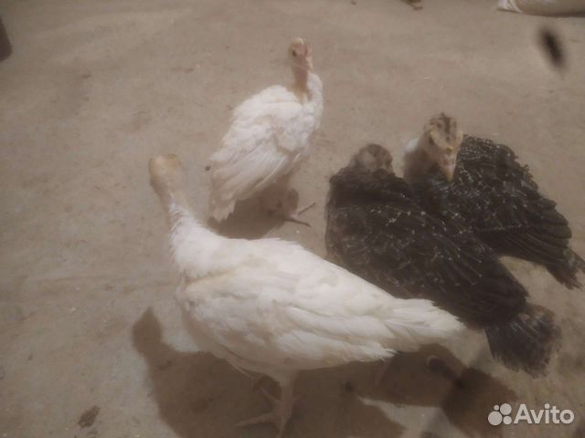 Индюшата хайбрид конвертер и ставропольские