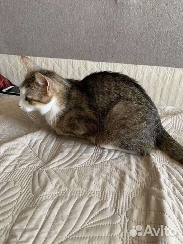 Кошка ищет дом