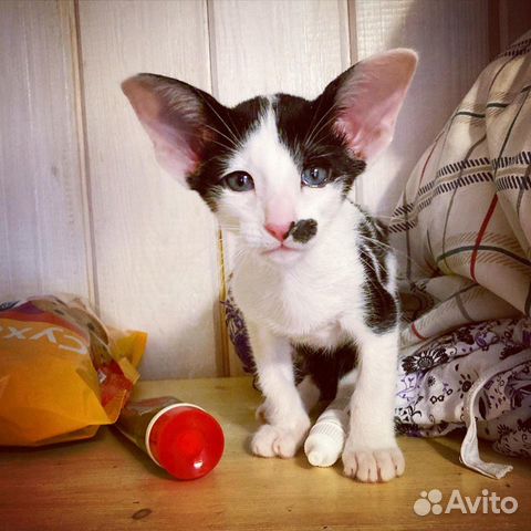 Биколорный и зеленоглазый мальчишка