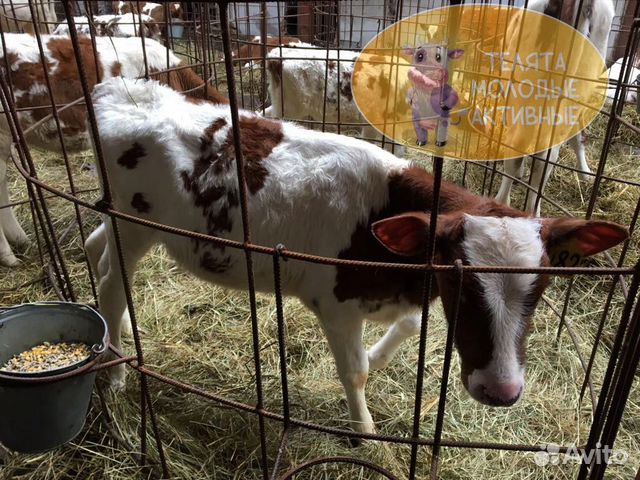 Телята молодные активные