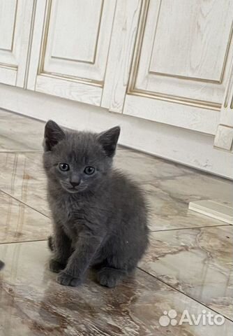 Британские котята