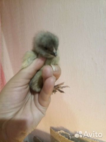 Пасхальные цыплята