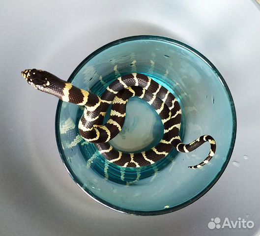 Калифорнийские змеи, подростки