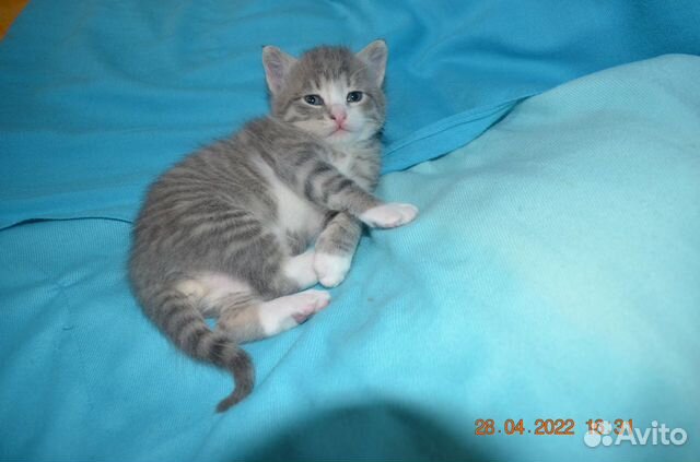 Котенок мальчик