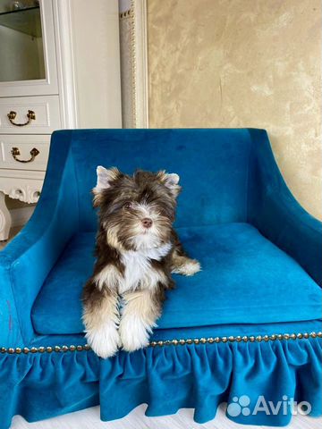 Биро йорк девочка Миледи