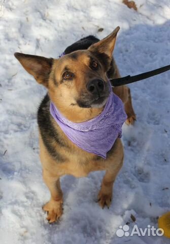 Пёс Варяг всю жизнь в приюте