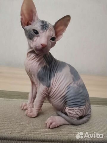 Котята Донской сфинкс