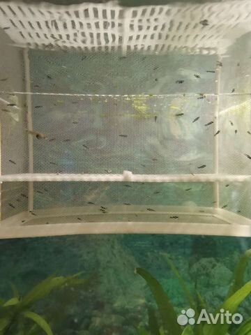 Аквариумные рыбки