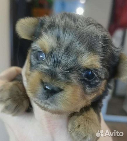 Йорк блю мерле