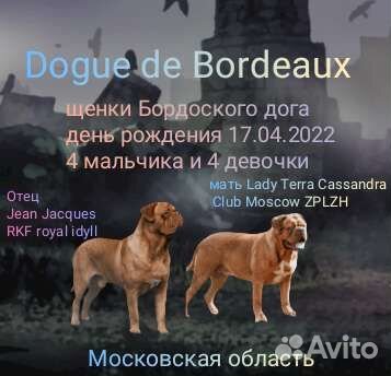 Детки Московская Обл. Бордоской дог
