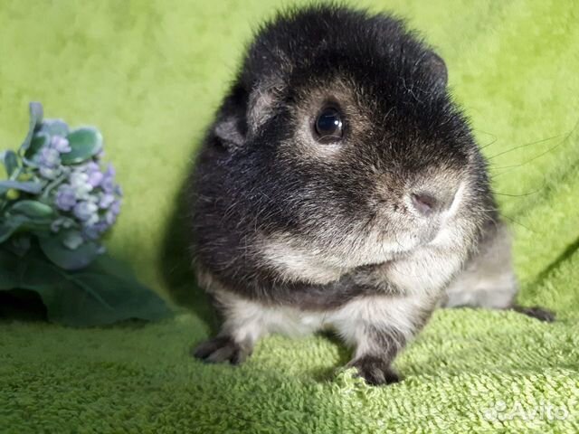 Породистые морские свинки