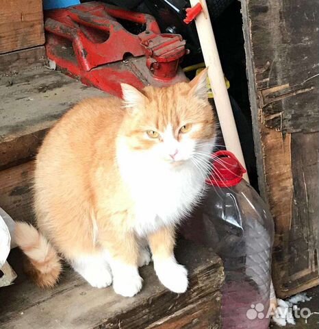 На днях Родит кошка, завтра ее стерилизуют люди