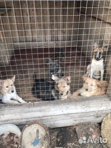 Супер Псы для охраны