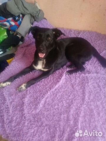 Собака в добрые руки отдам бесплатно