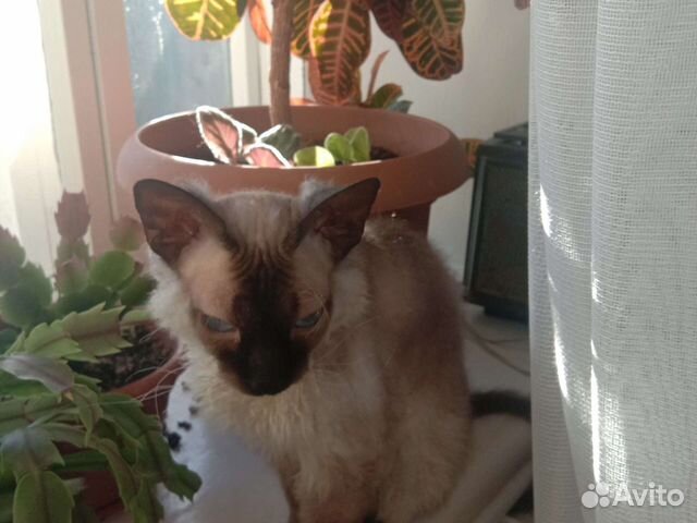 Кошечка донской сфинкс браш