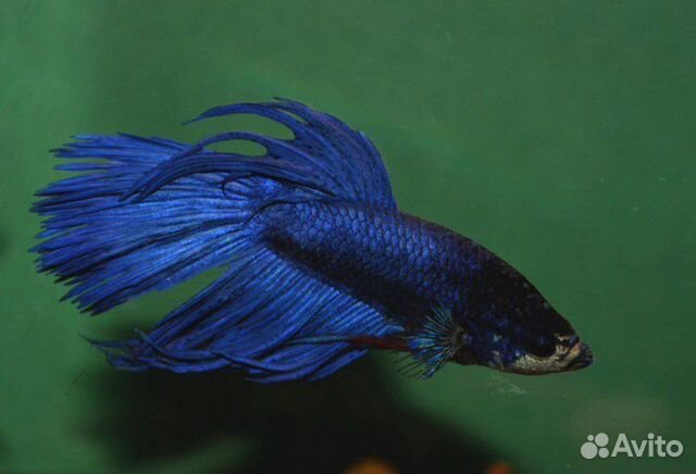 Самец Петушок