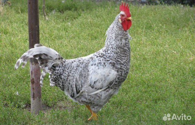 Петух барковской барвистой