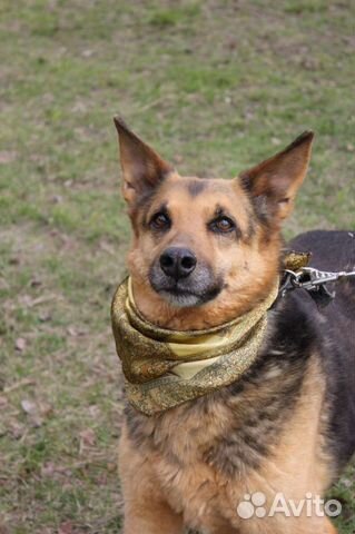 Варяг Очень ищет любящую семью