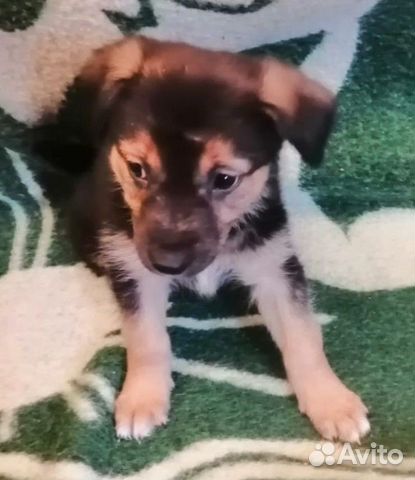 Метис овчарки