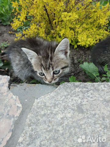 Котик мышелов в добрые руки