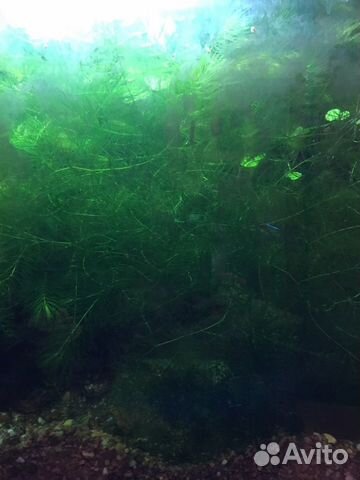 Водоросли для аквариума