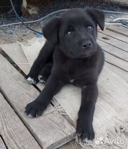 Восточноевропейская овчарка