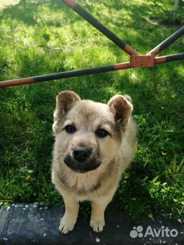 Щенки в добрые руки