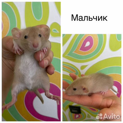 Декоративные крысятки