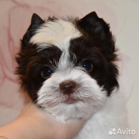 Биро йорк горький шоколад