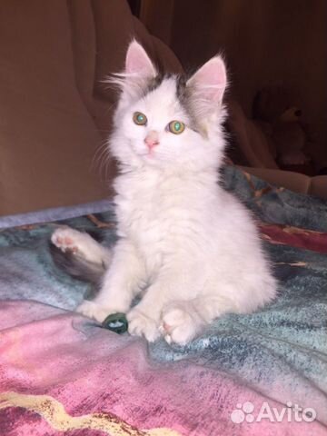 Котенок девочка