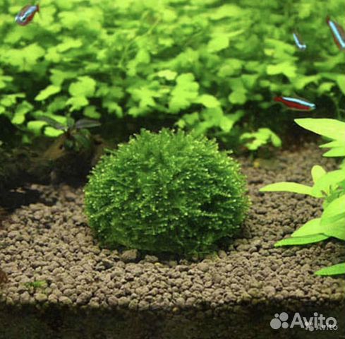 Формы для выращивания мха в аквариуме