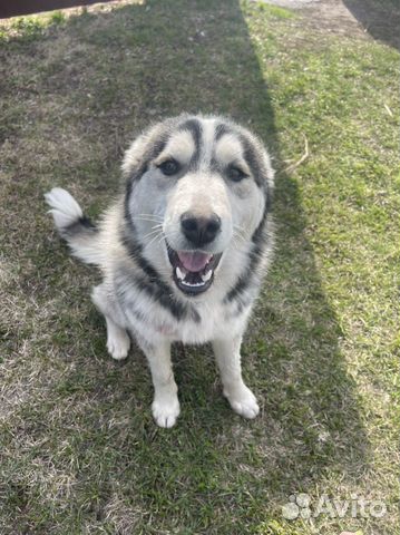 Хаски помесь маламол