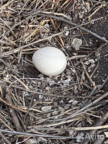 Инкубационное яйцо Дикой американской индейки