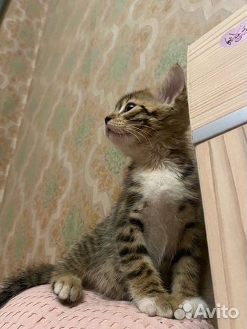 Котята в добрые руки мальчики