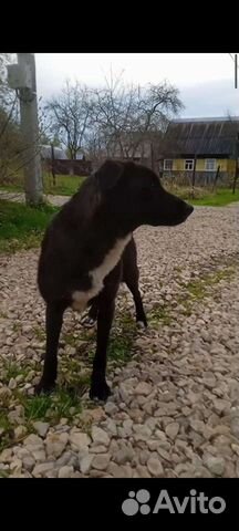 Рада ищет дом Собака в добрые руки