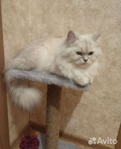 Котятки в добрые руки