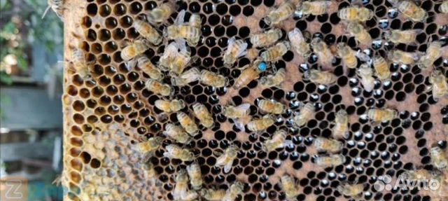 Улей с пчелами