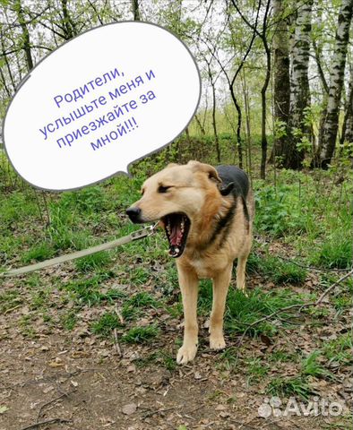 Собака в добрые руки, Шелли хочет домой