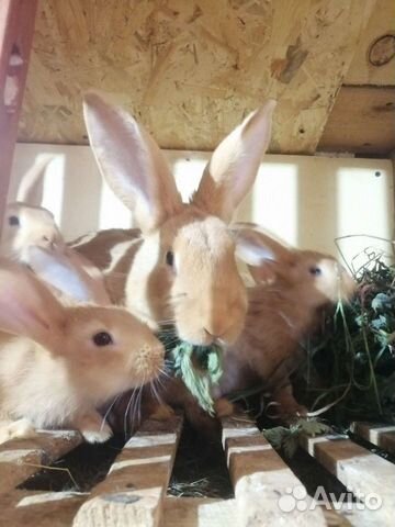 Крольчата бургундцы