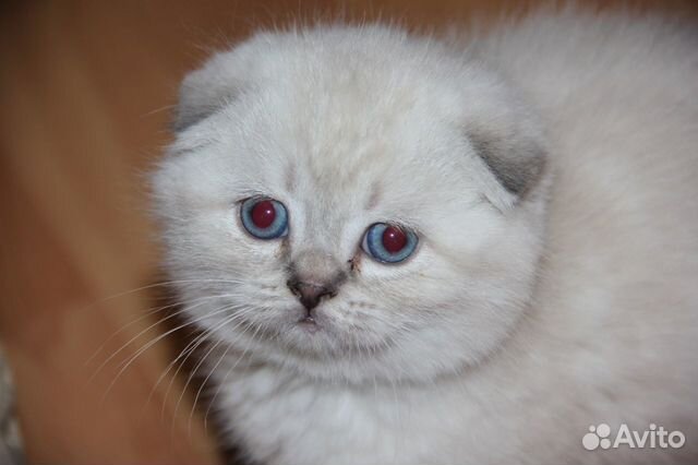 Шикарный котик колорной шиншиллы Максик