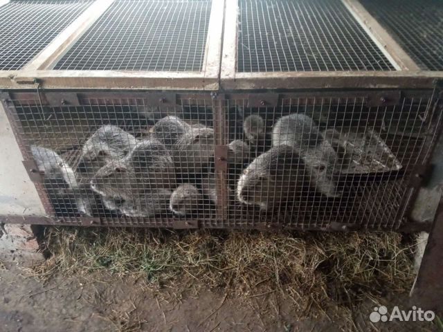 Нутрии семья