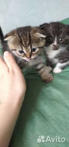 Котята в добрые руки даром