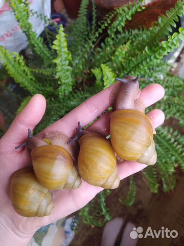 Улитки архахатина иктерика голд кросс ривер