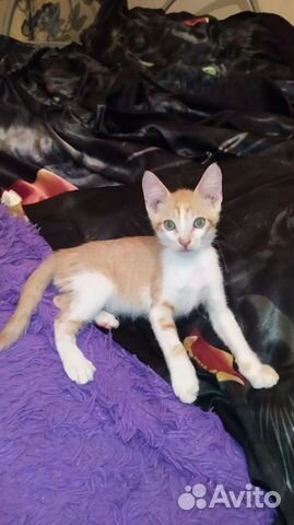 Отдам шерстяного сфинксика бесплатно
