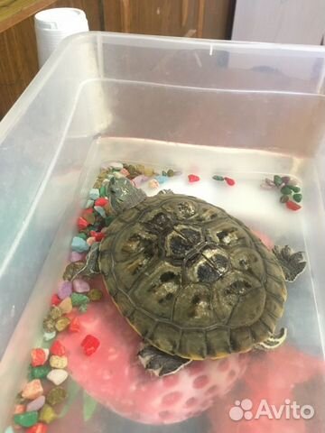 Черепаха сухопутная бесплатно