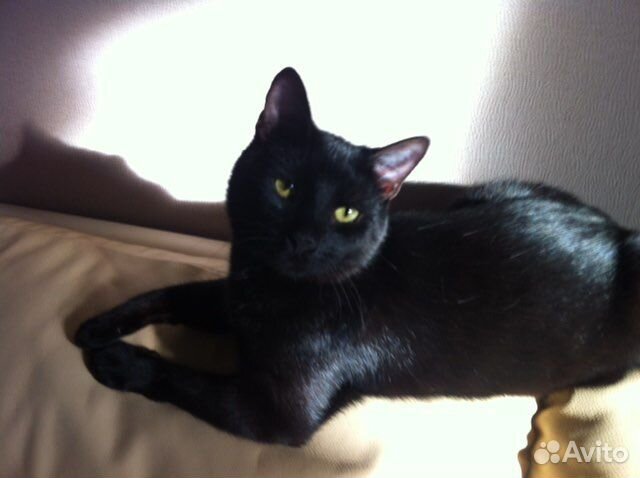 Котик