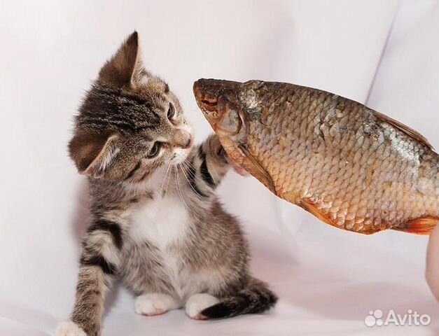 Маленький котенок ищет дом
