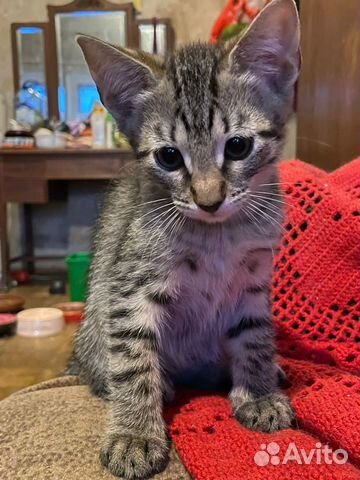 Котята