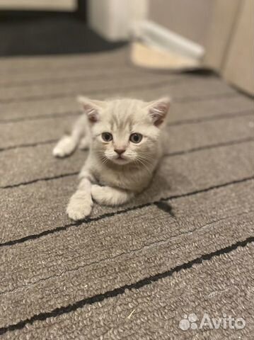 Кошечка шотландка