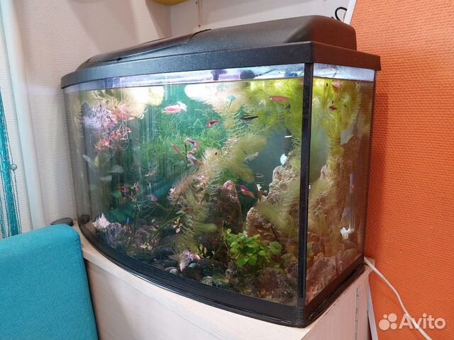 Аквариумные рыбки